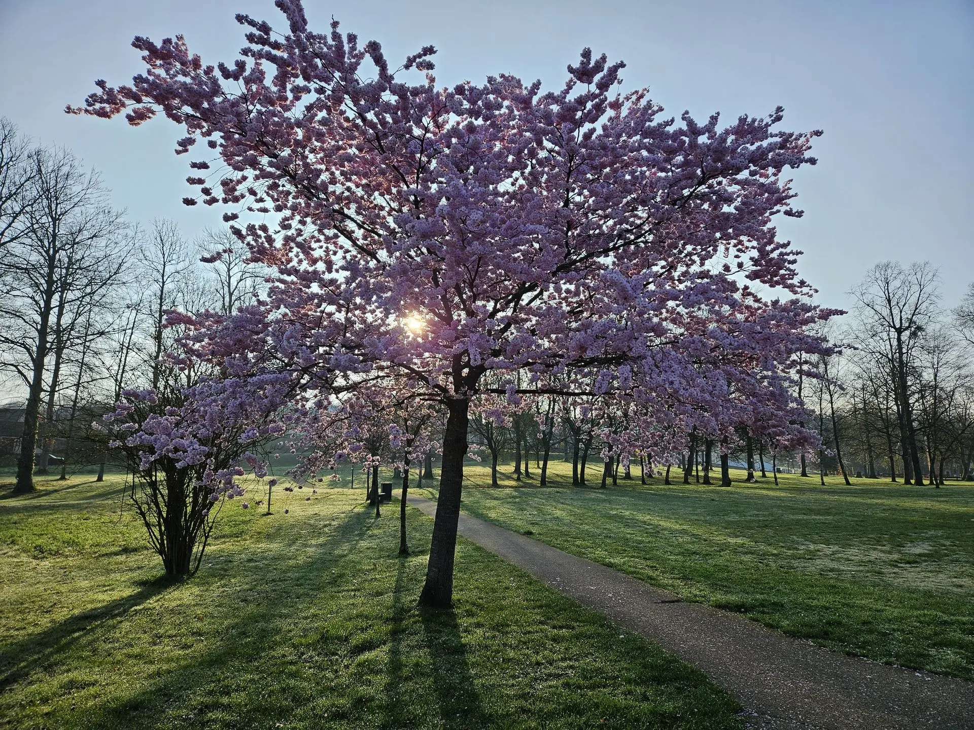 Verger et jardin naturel : un équilibre à cultiver | GAL Arelerland